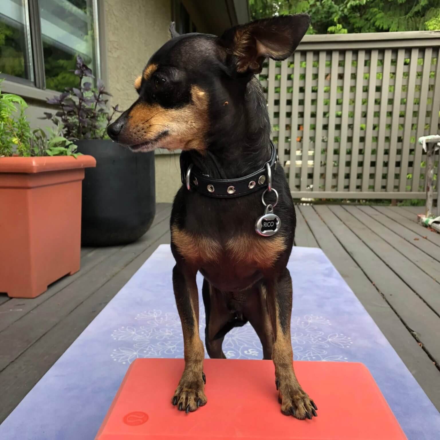 38 Yoga Dog Names with Meanings for Inspired Dogs